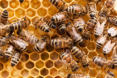 Honey bee biodiversity – RNSBB